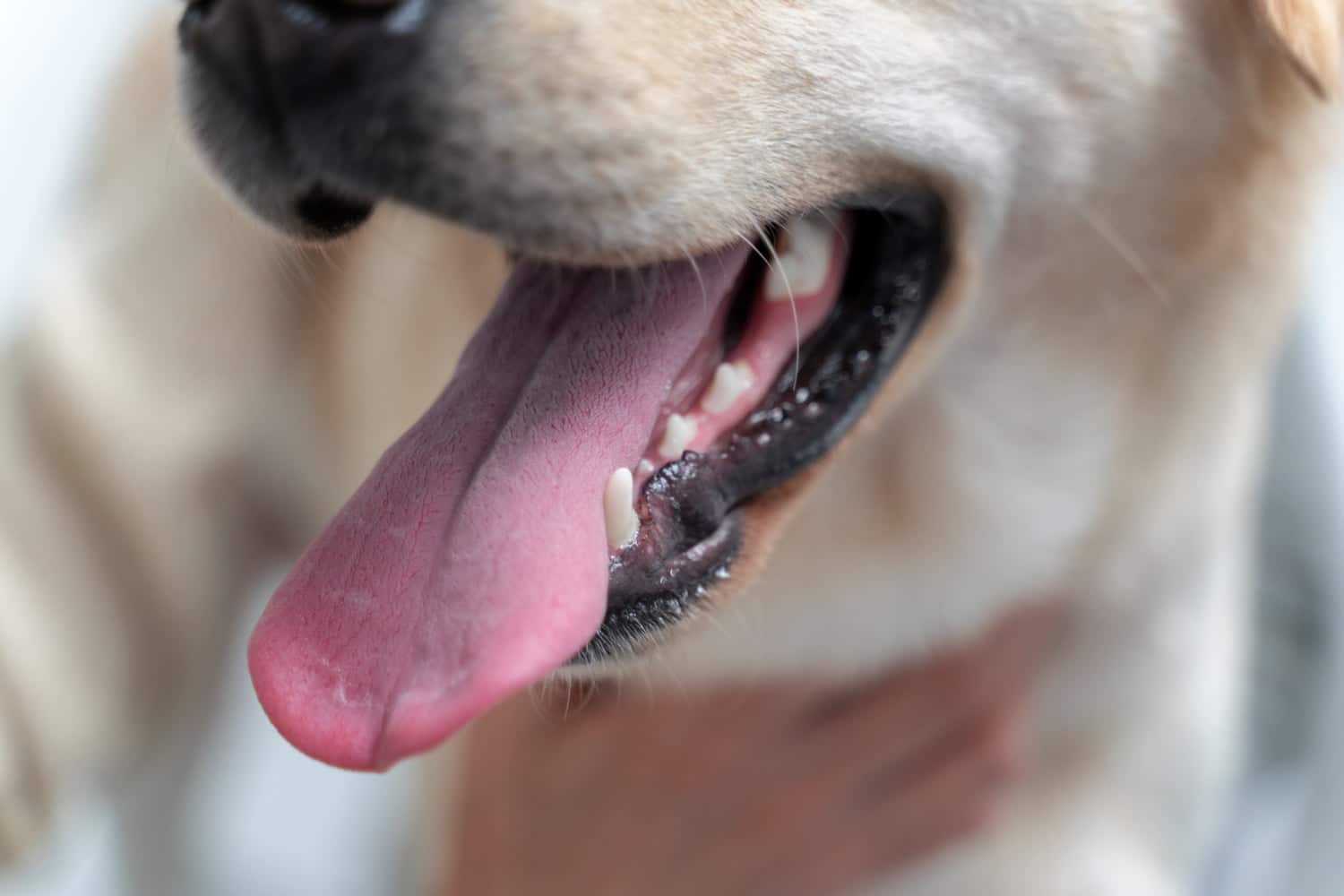 ¿Qué es capnocytopha?: Una bacteria en la saliva de perros y gatos