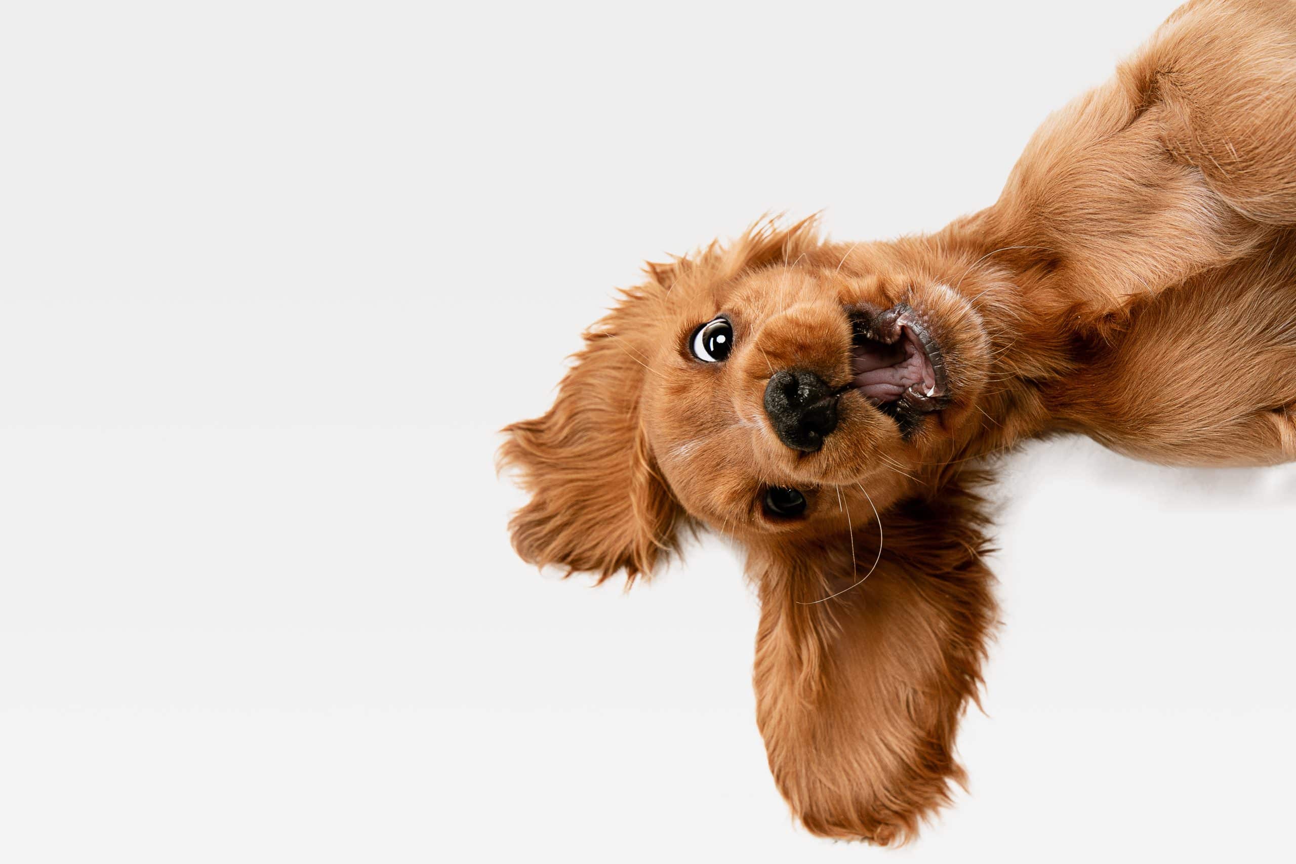 ¡Cuidado con la saliva de los perros!