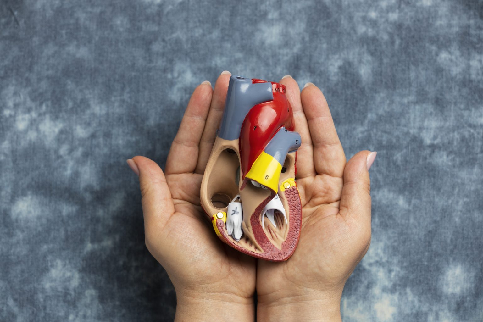 El intersticio: ¿el nuevo órgano del cuerpo humano que todos estamos ...