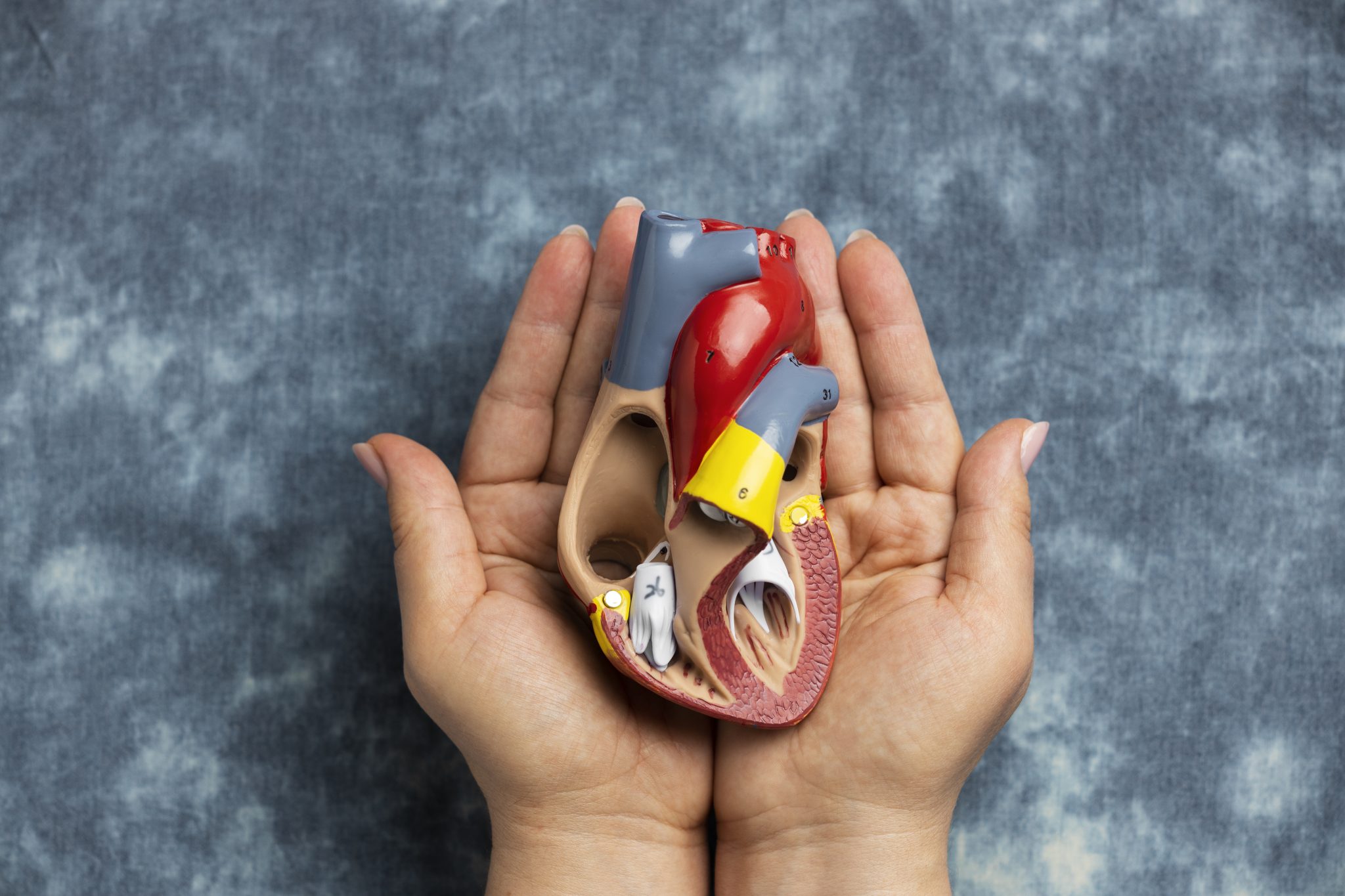 El intersticio: ¿el nuevo órgano del cuerpo humano que todos estamos ...